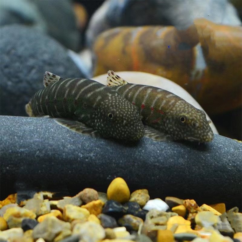 SHANGHAI INT AQUARIUM » Erromyzon-Compactus