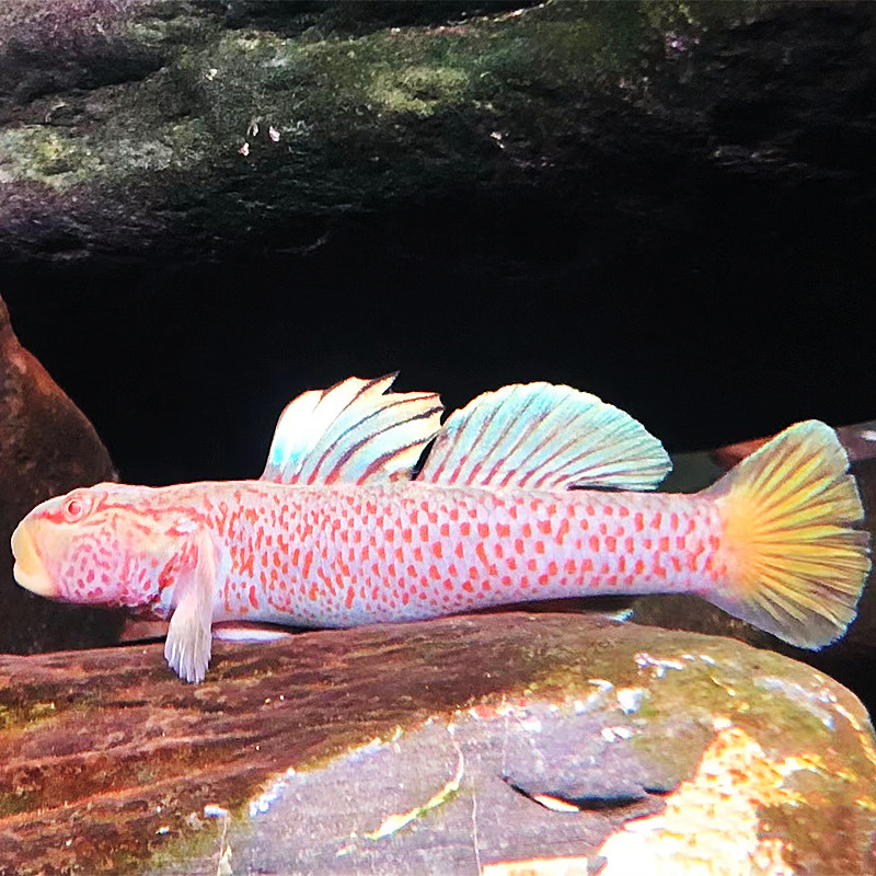 SHANGHAI INT AQUARIUM » Rhinogobius shennongensis Blue Fin